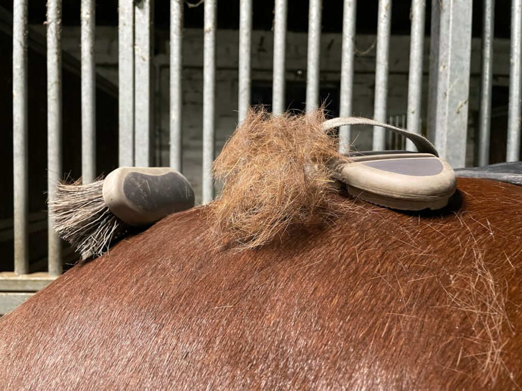 Fellwechsel beim Pferd – Alles, was du wissen musst – Tiertherapie ...